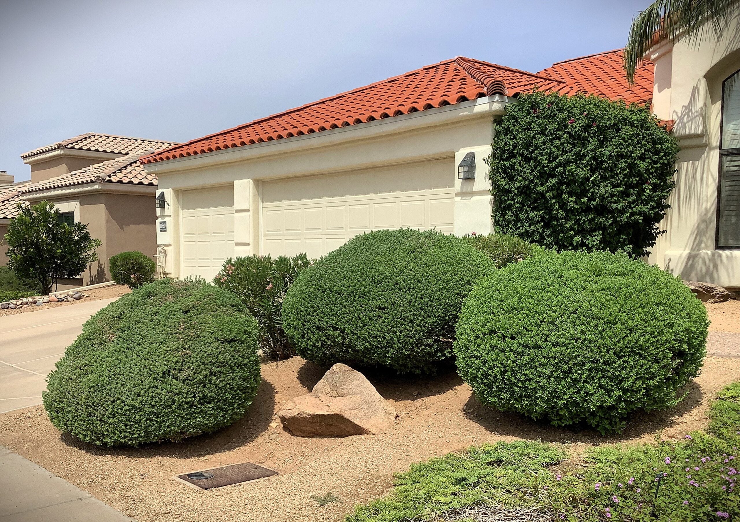 Pruning Shrubs the 'Right' Way: Let's Avoid Shearing! - Water Use It Wisely