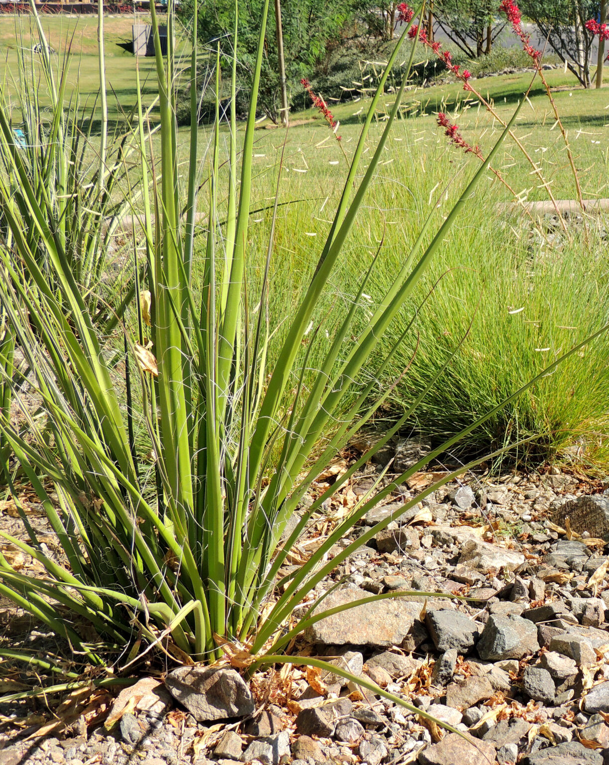 Hesperaloe - Plant Of The Month | Water Use It Wisely