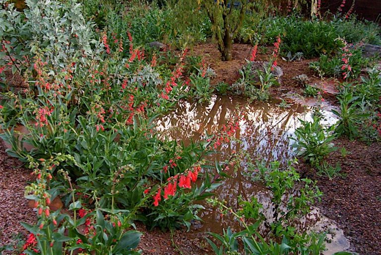 Hydrate Mesa: Hydrate Your Plants - Water Use It Wisely
