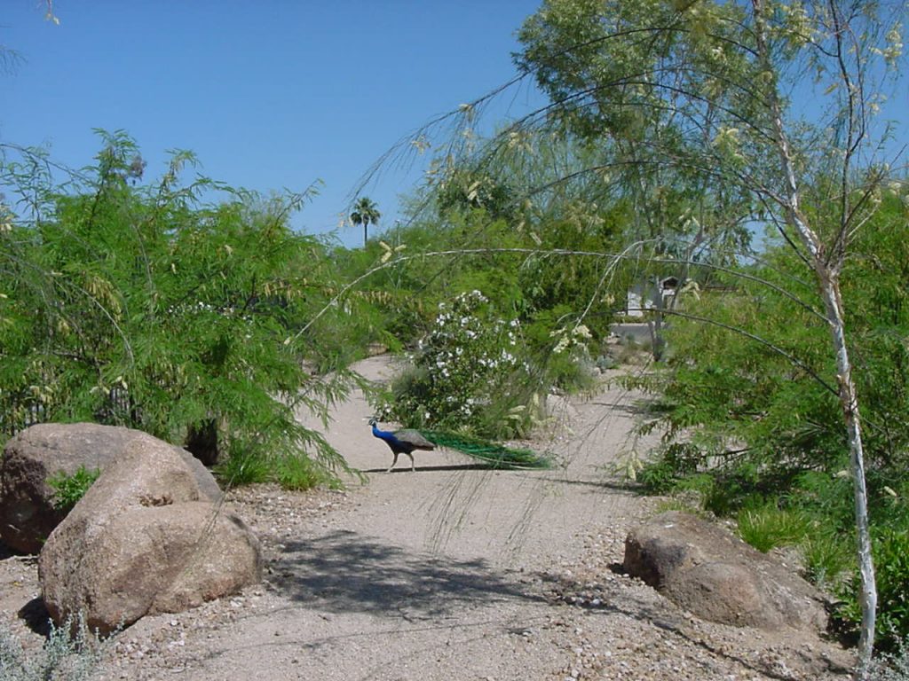 Arbor Day: Because Trees are Nature’s Superheroes - Water Use It Wisely