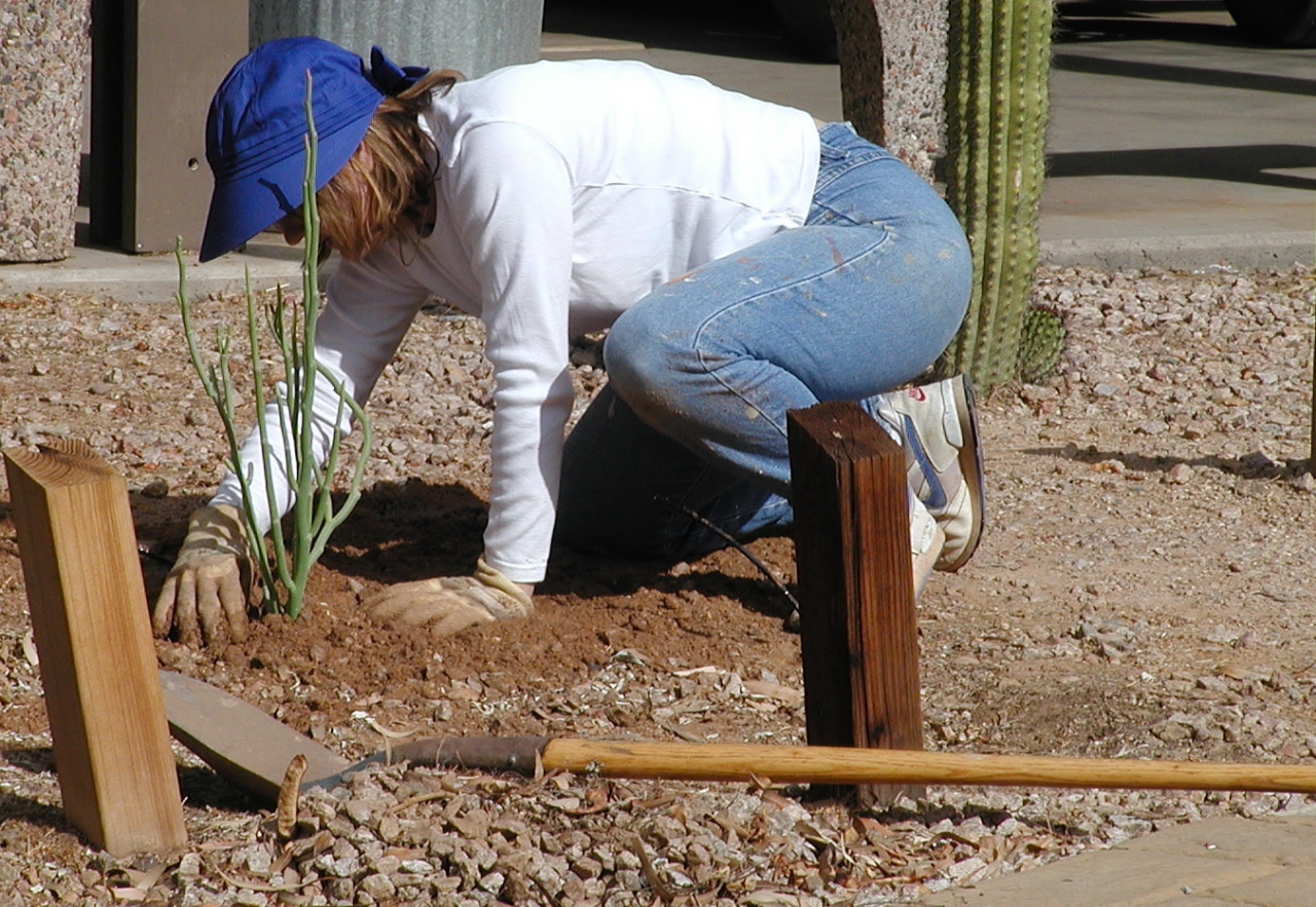 Fall Planting - Wildflowers and More! - Water Use It Wisely