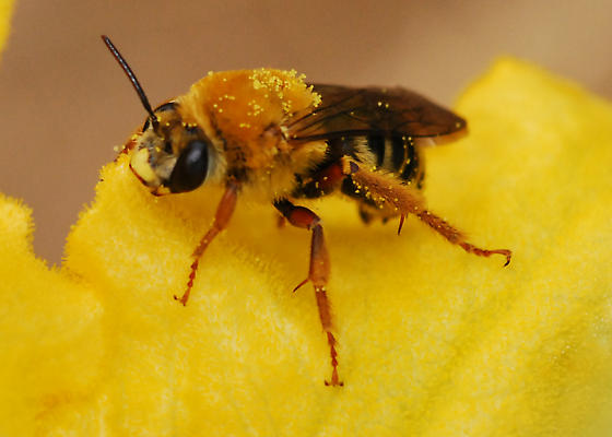 Desert Plants and Desert Native Bees — A Potent Pollination Pairing ...