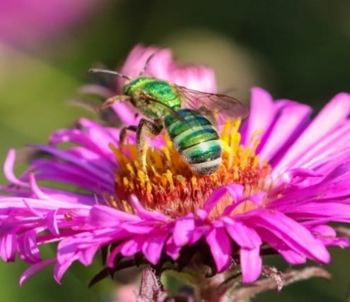 Desert Plants and Desert Native Bees — A Potent Pollination Pairing ...