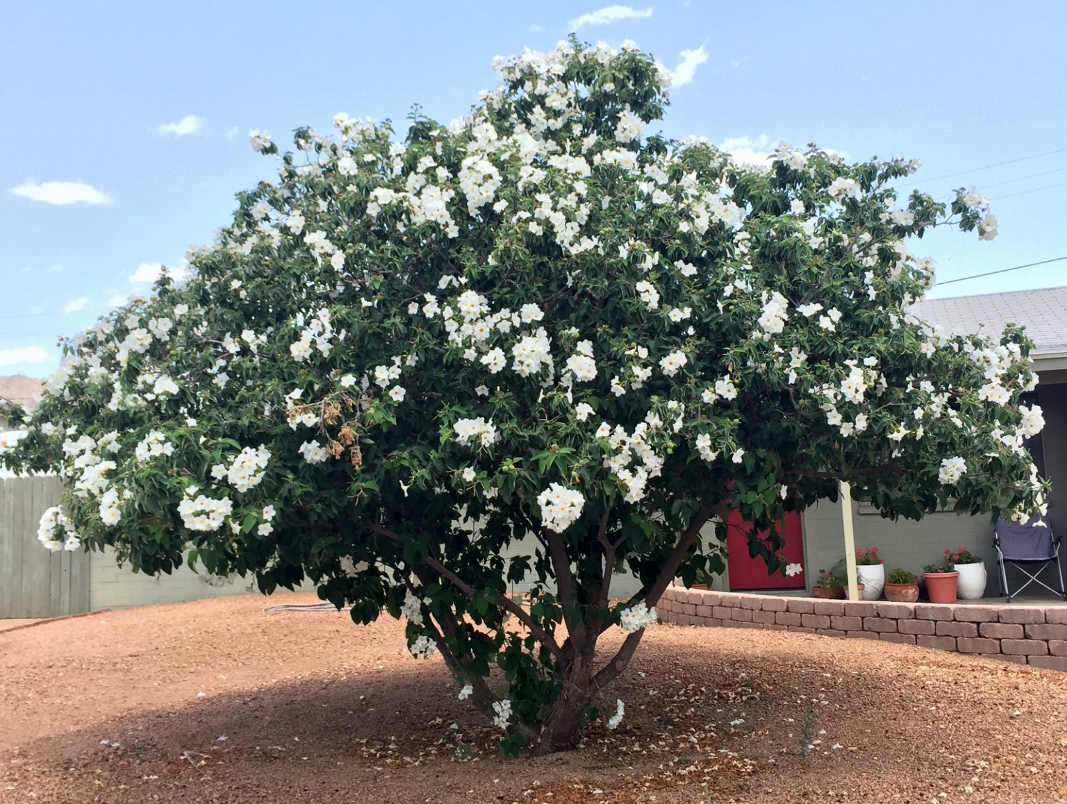 PLANT OF THE MONTH - CORDIA - Water Use It Wisely