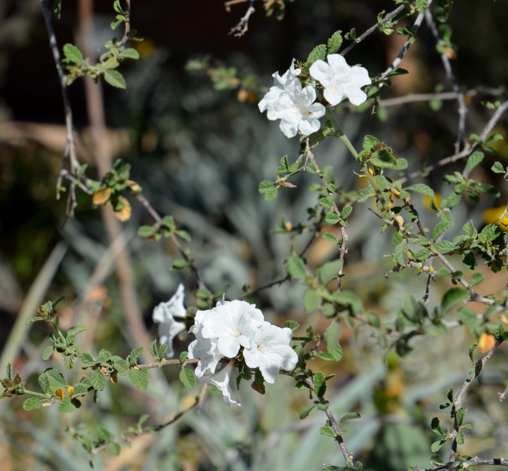 PLANT OF THE MONTH CORDIA Water Use It Wisely