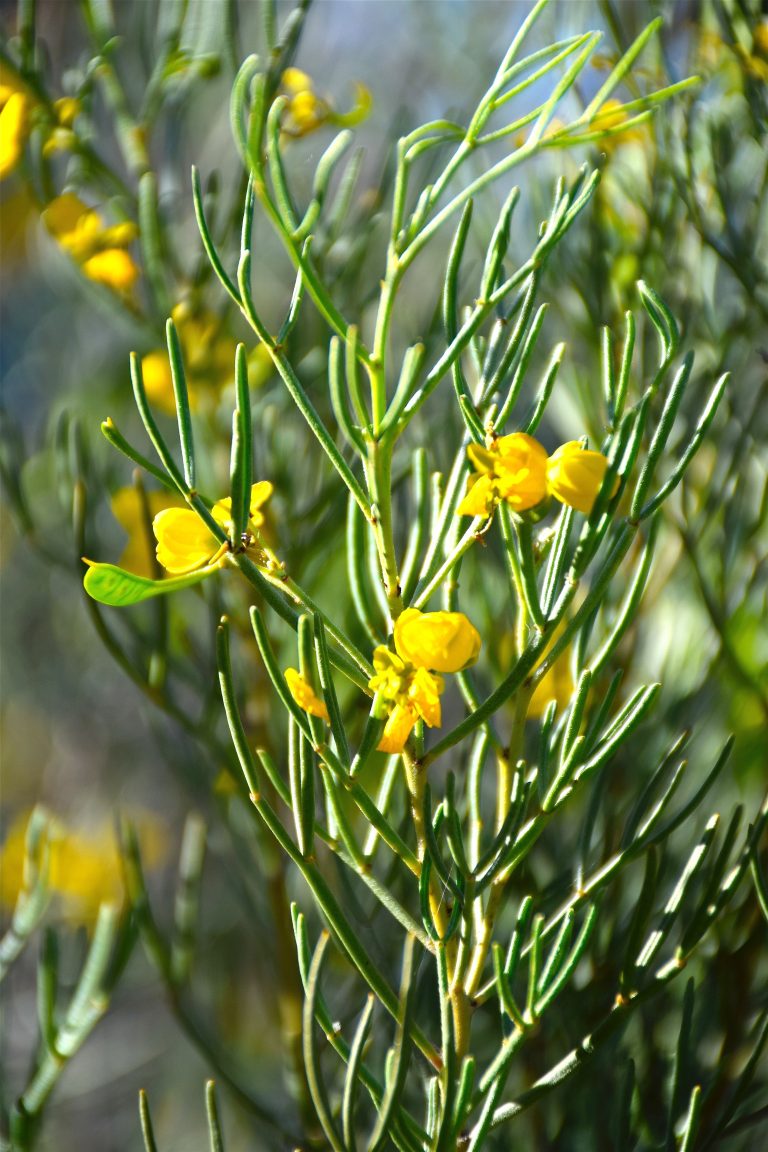 Cassias - Plant Of The Month | Water Use It Wisely