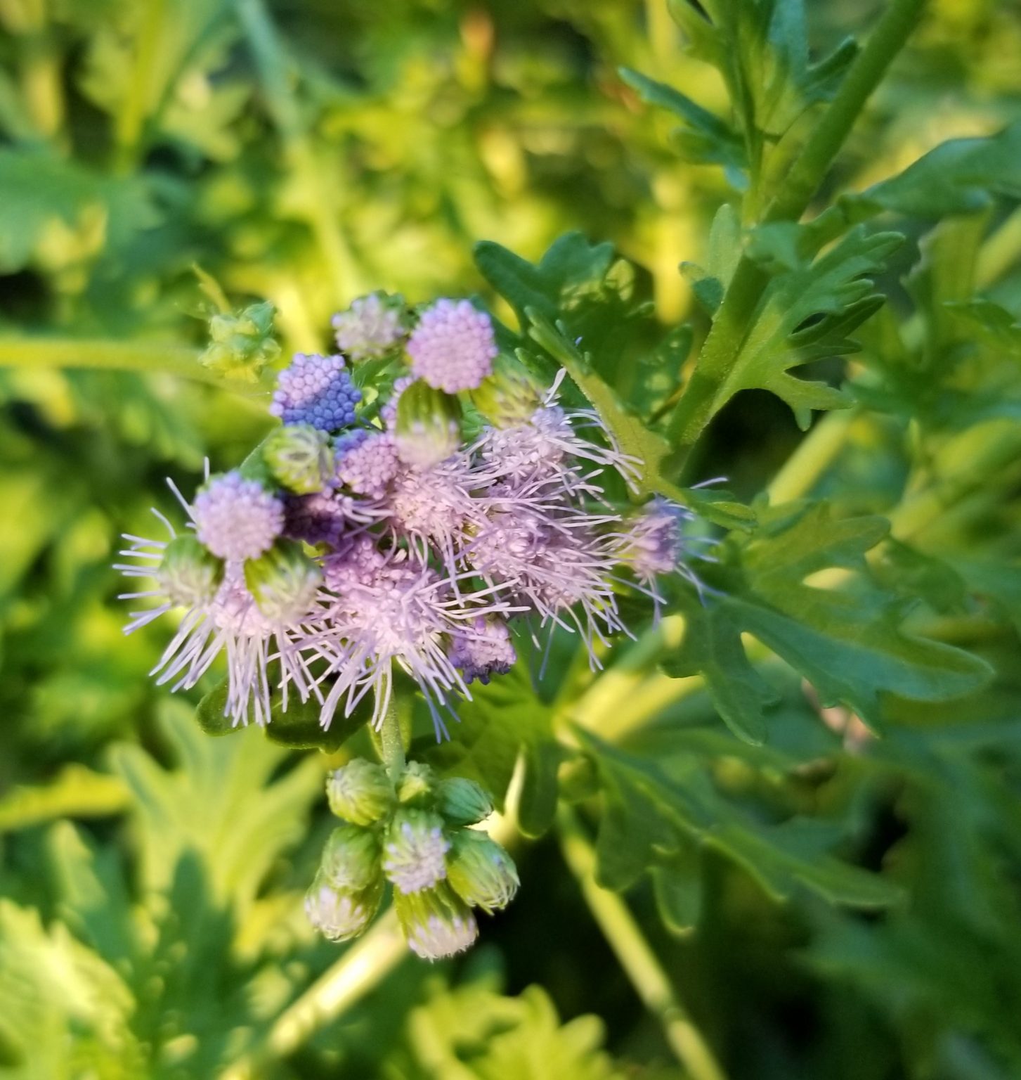 Plant of the Month: Mist Flower - A Butterfly Favorite - Water Use It ...