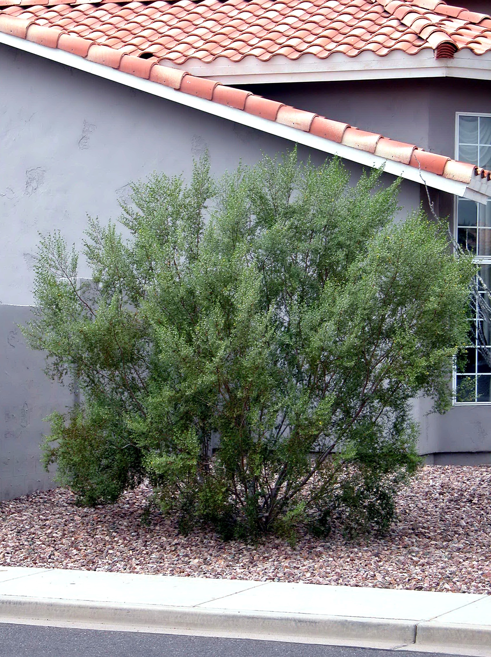 Low Water Use Plant of the Month - Creosote Bush