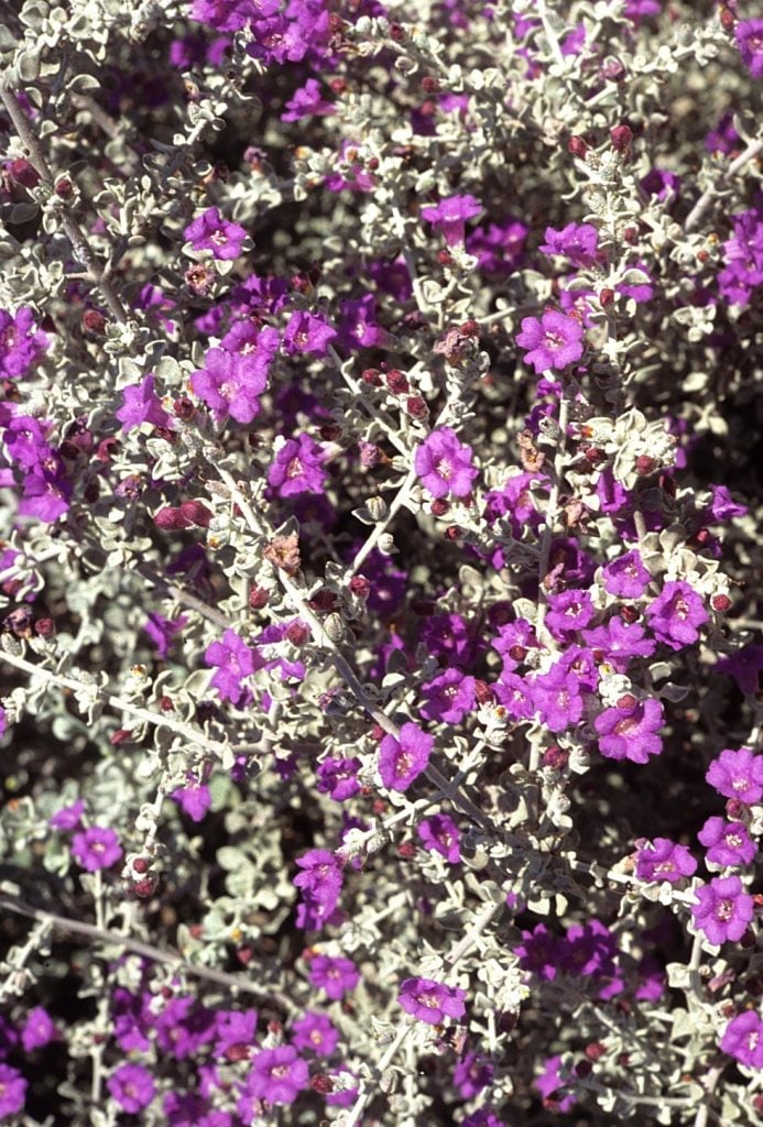 Leucophyllum or Texas Sage - Plant of The Month | Water Use It Wisely