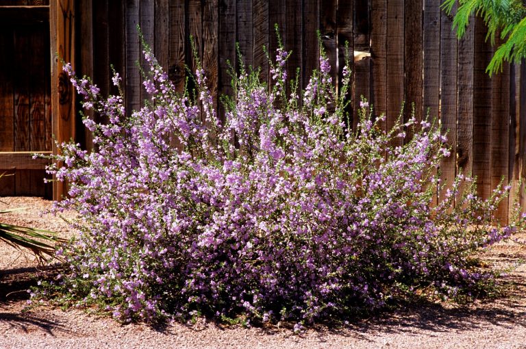 Leucophyllum or Texas Sage - Plant of The Month | Water Use It Wisely