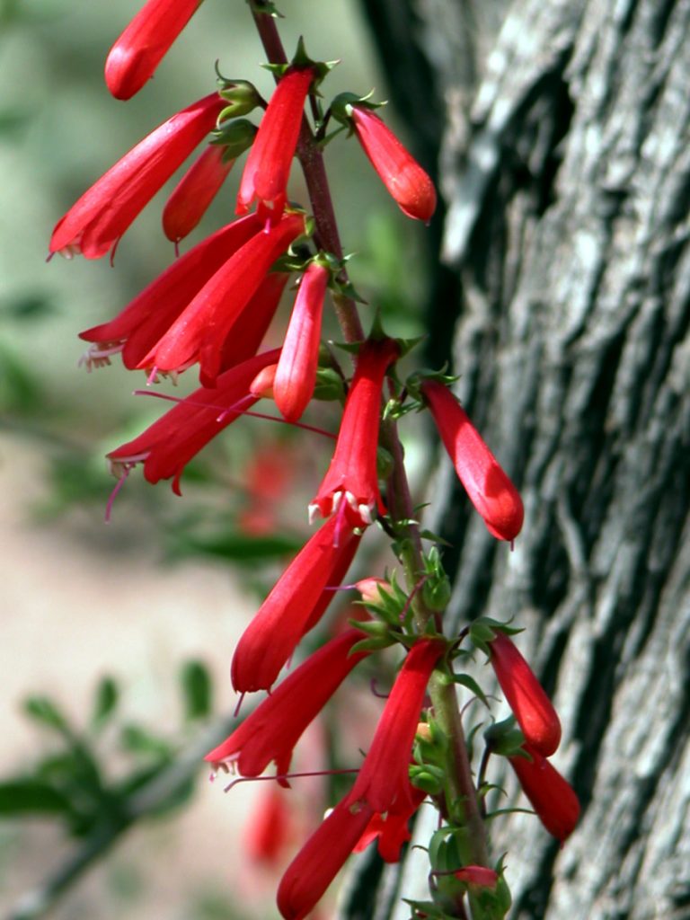 Plant of the Month: Winter Color Means Winter Wonderful! - Water Use It ...