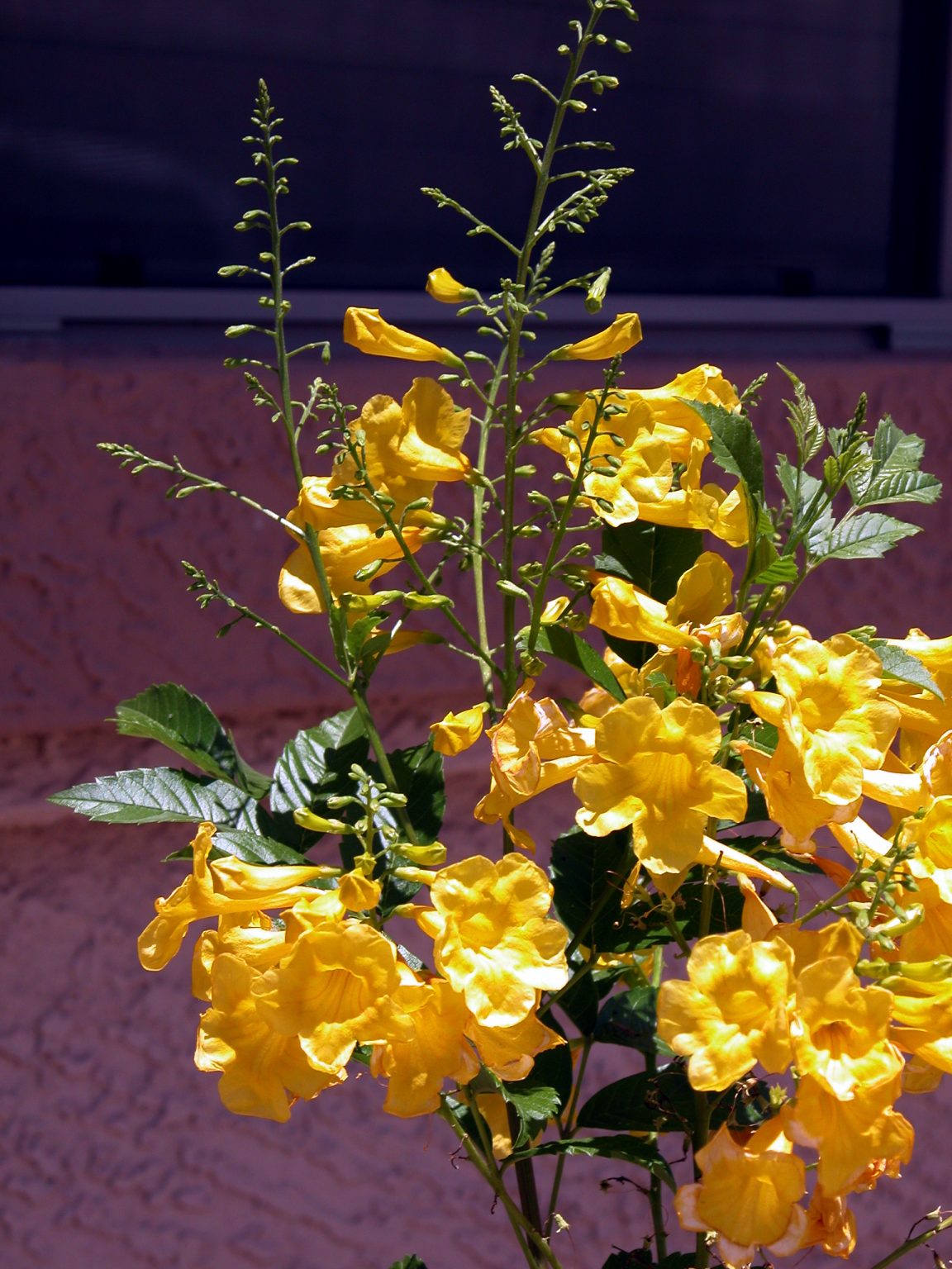 Orange Bells Archives - Water Use It Wisely
