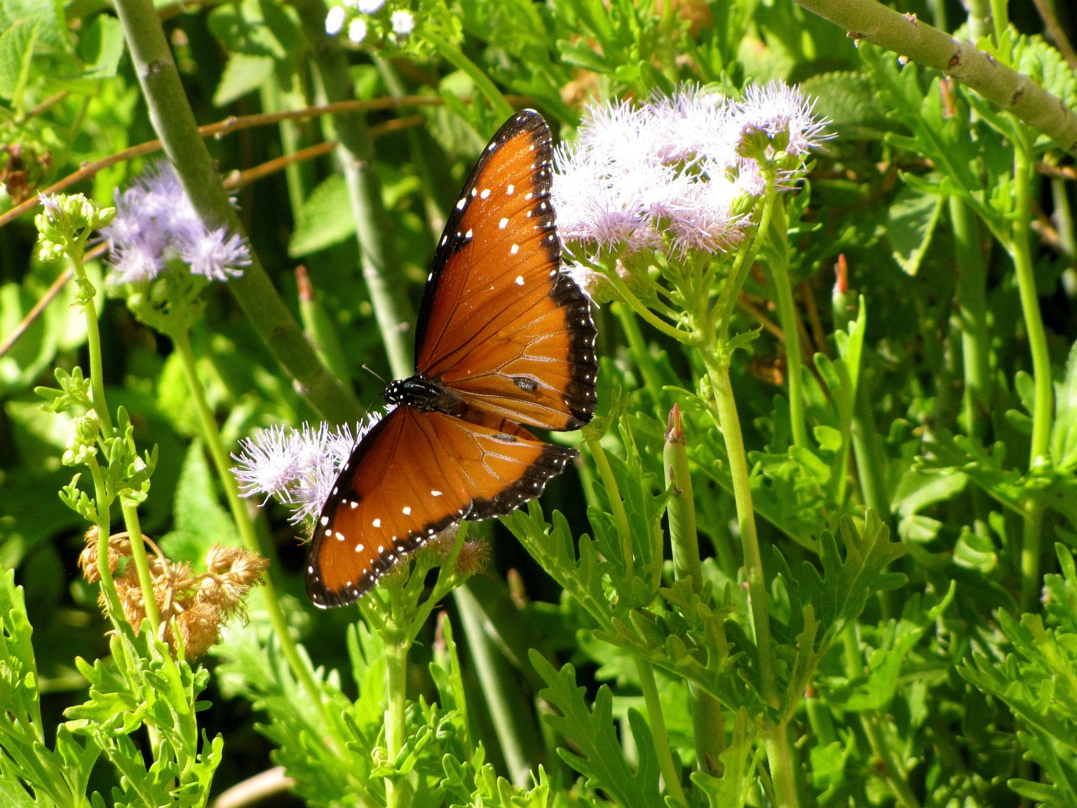Plant of the Month: Mist Flower - A Butterfly Favorite - Water Use It ...