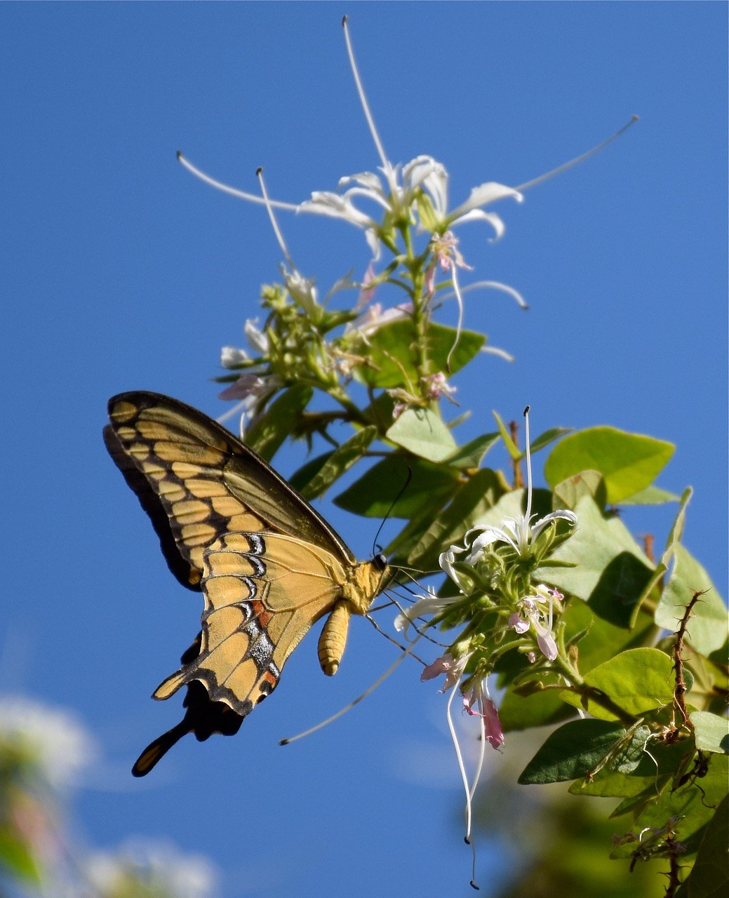 Plant of the Month: Pollinator-Friendly Plants are All the Buzz - Water ...