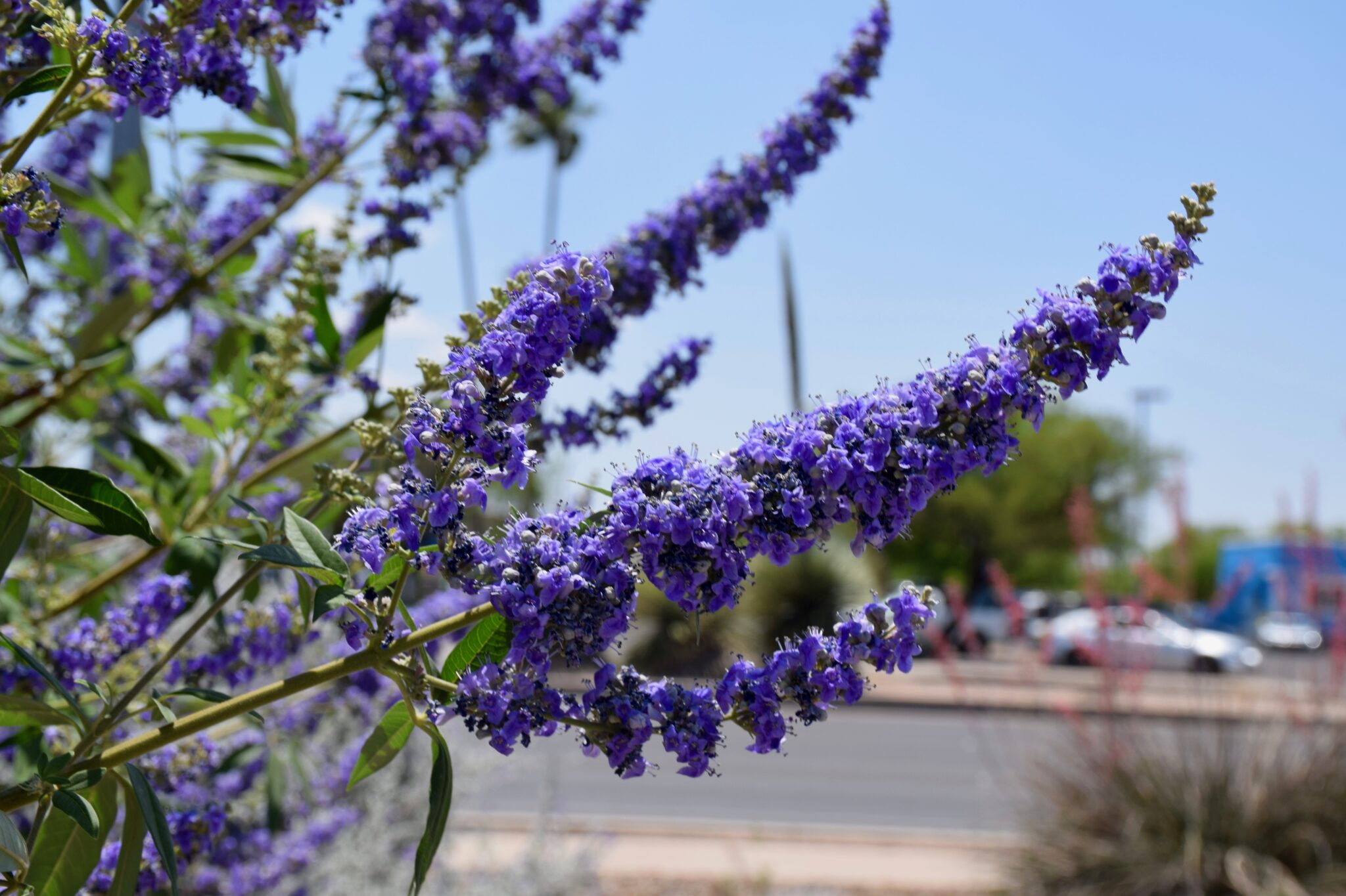 Plant of the Month: Vitex or Chaste Tree - Water Use It Wisely