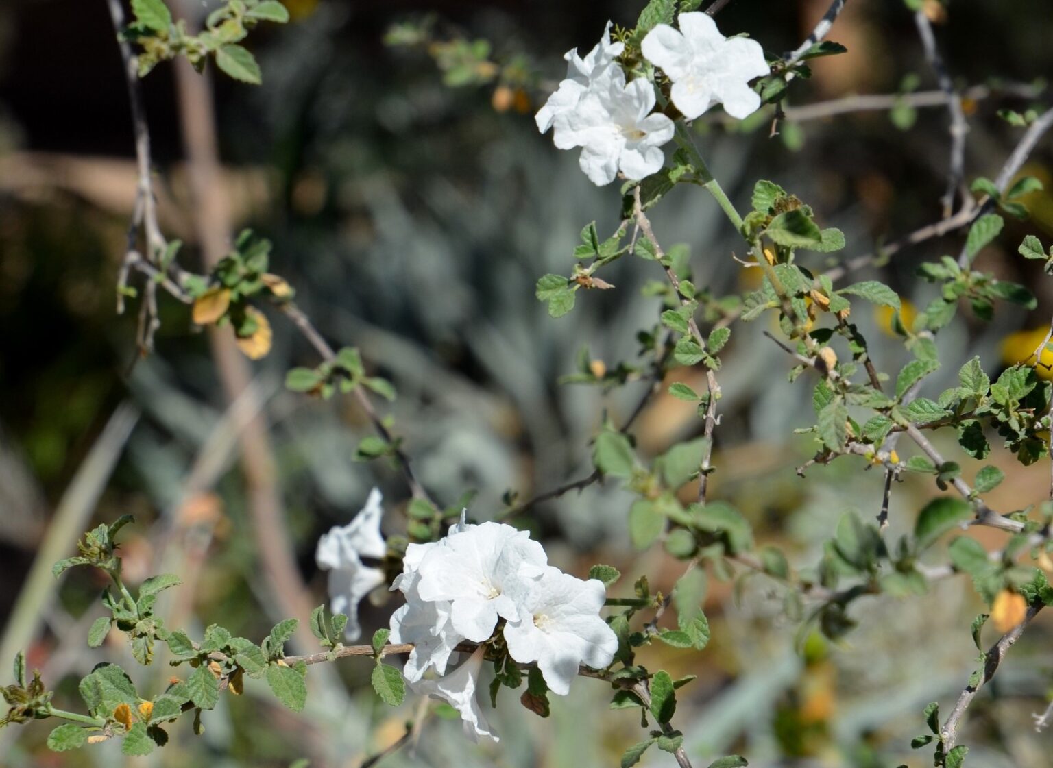Plants of the Month: Heat-Hearty Plants Bursting with Red, White ...