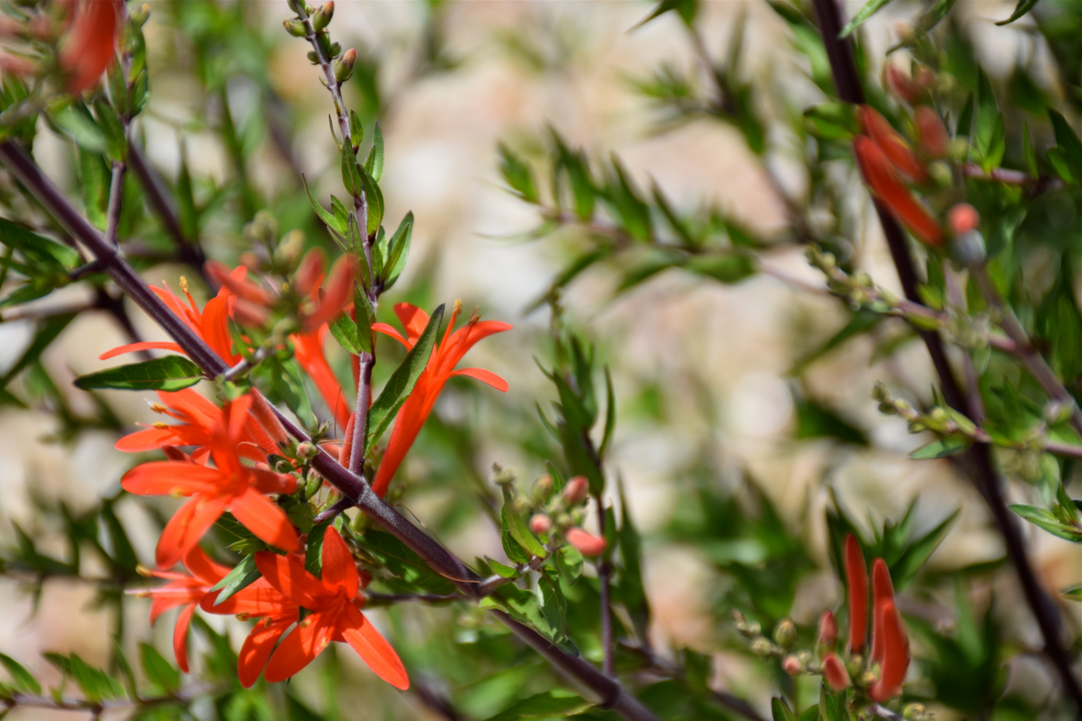 Plants of the Month: Heat-Hearty Plants Bursting with Red, White ...