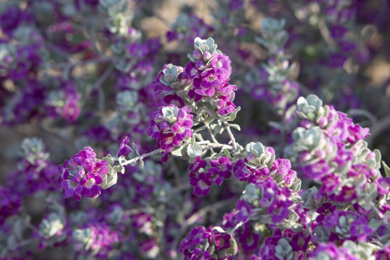 Save Water and Money with Landscape Plants for the Arizona Desert ...