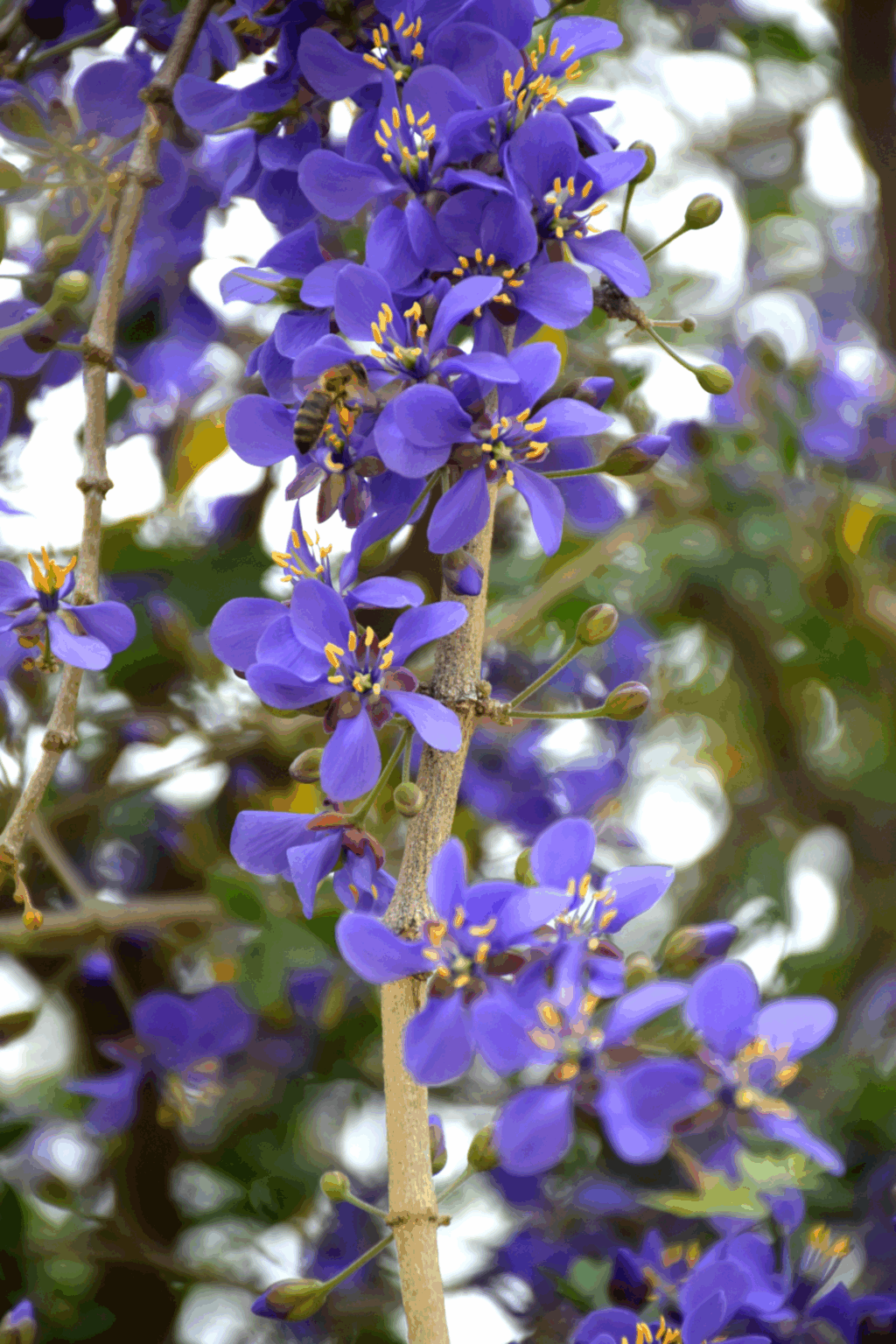 Plant of the Month: Guayacán - Water Use It Wisely
