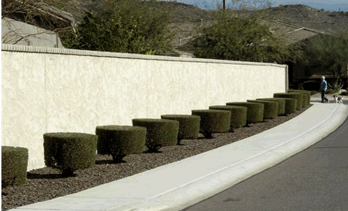 Pruning Shrubs the 'Right' Way: Let's Avoid Shearing! - Water Use It Wisely