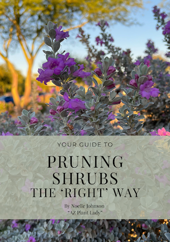 Pruning Shrubs the 'Right' Way: Let's Avoid Shearing! - Water Use It Wisely