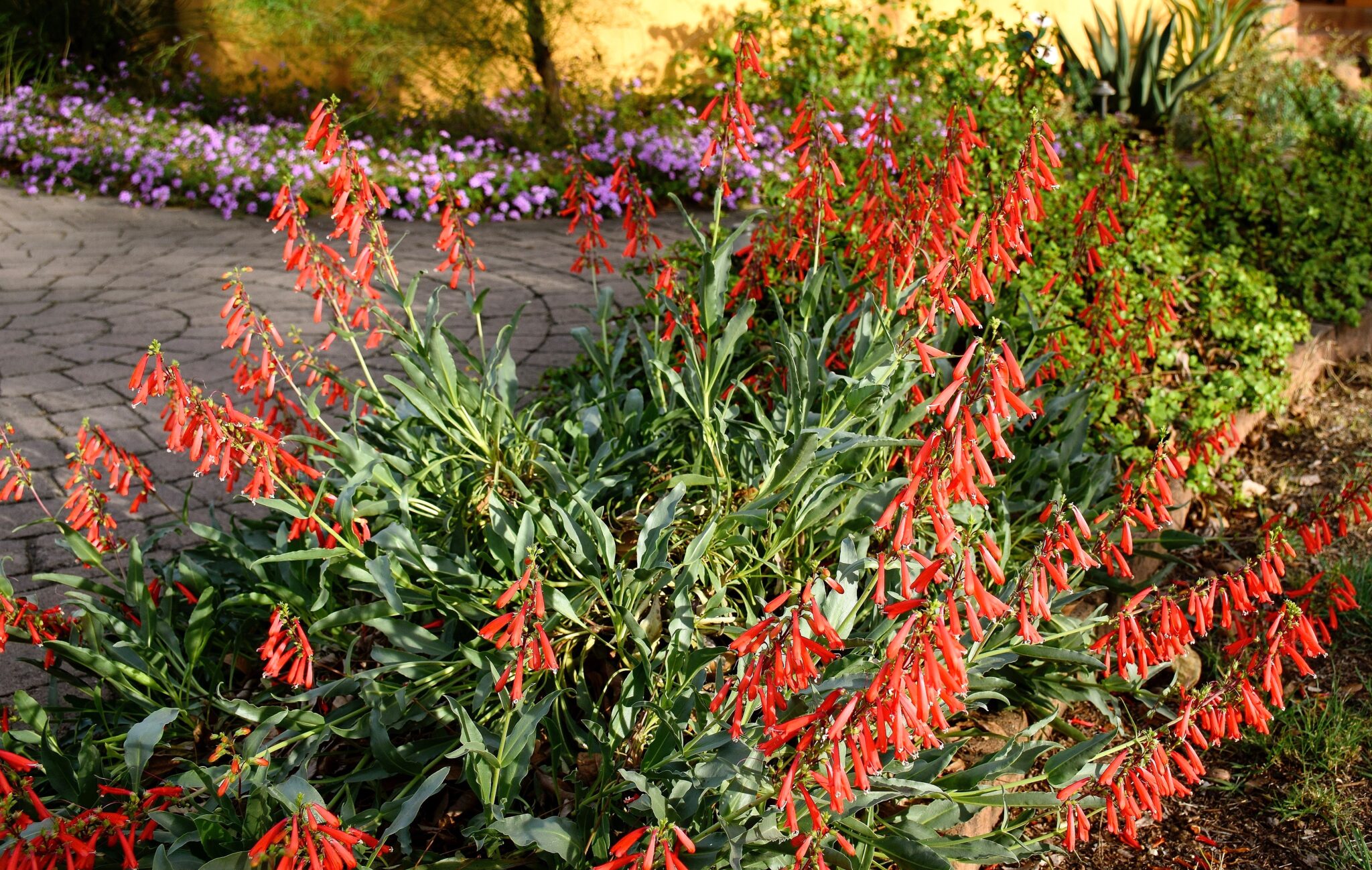 Firecracker Penstemon: What's Not to Love? - Water Use It Wisely